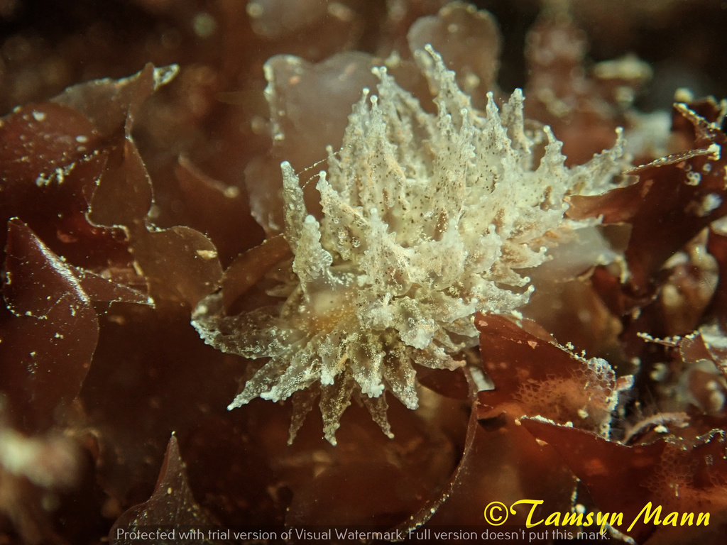 Janolus hyalinus from Shoalstone, Brixham on May 2, 2021 by tamsynmann ...