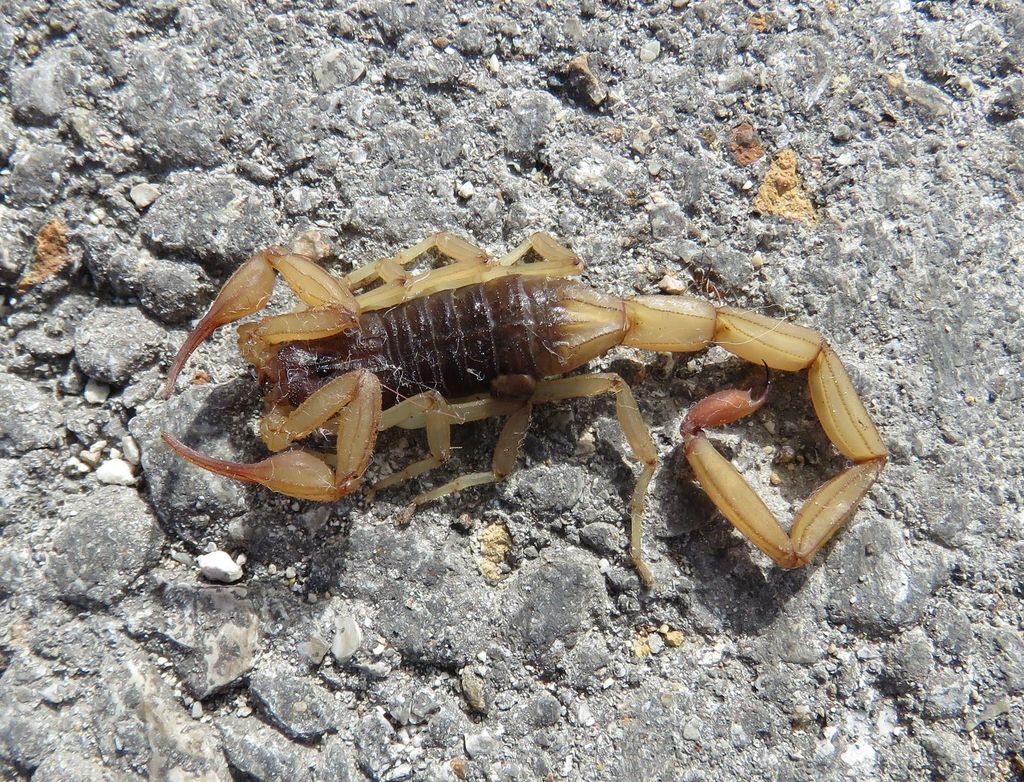 Centruroides ochraceus from Las Américas VI 45B, Mérida on August 08 ...