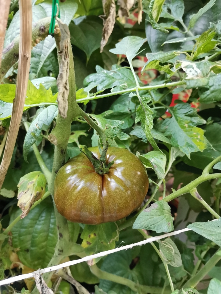 tomato from Tenencia Sta Maria de Guido, 58096 Morelia, Mich., México ...