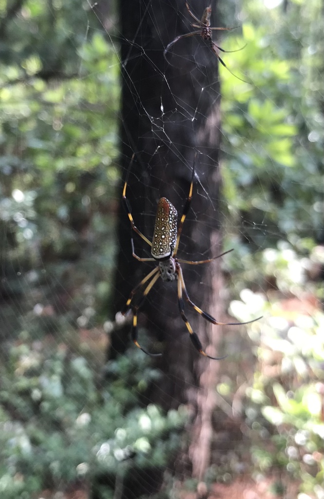 Golden Silk Spider from Carolina Beach State Park, Carolina Beach, NC ...