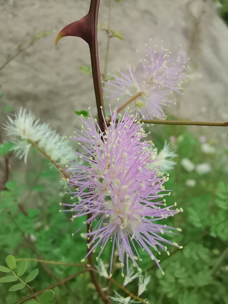 Mexican mimosa from 83320 Sonora, México on August 8, 2021 at 07:43 AM ...