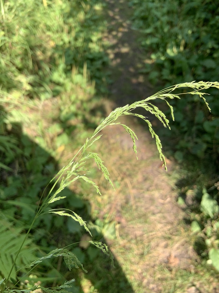 drooping woodreed from Duck Mountain Provincial Park, Kamsack, SK, CA ...