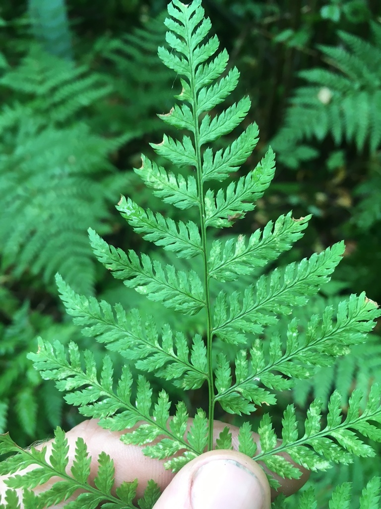 wood ferns from Burk Rd, Blaine, WA, US on August 07, 2021 at 10:53 AM ...