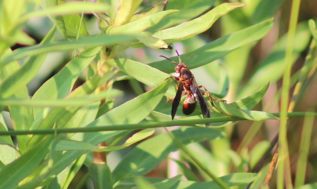 fuscatus-group Paper Wasps from Dare County, NC, USA on August 2, 2021 ...