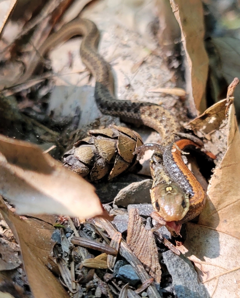 Maritime Garter Snake from Mt Vernon, ME 04352, USA on August 08, 2021 ...