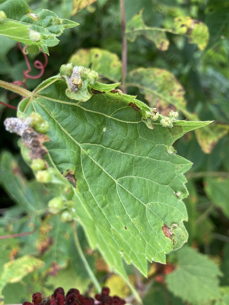 Grape Phylloxera from Timmons Rd, Bradner, OH, US on August 08, 2021 at ...