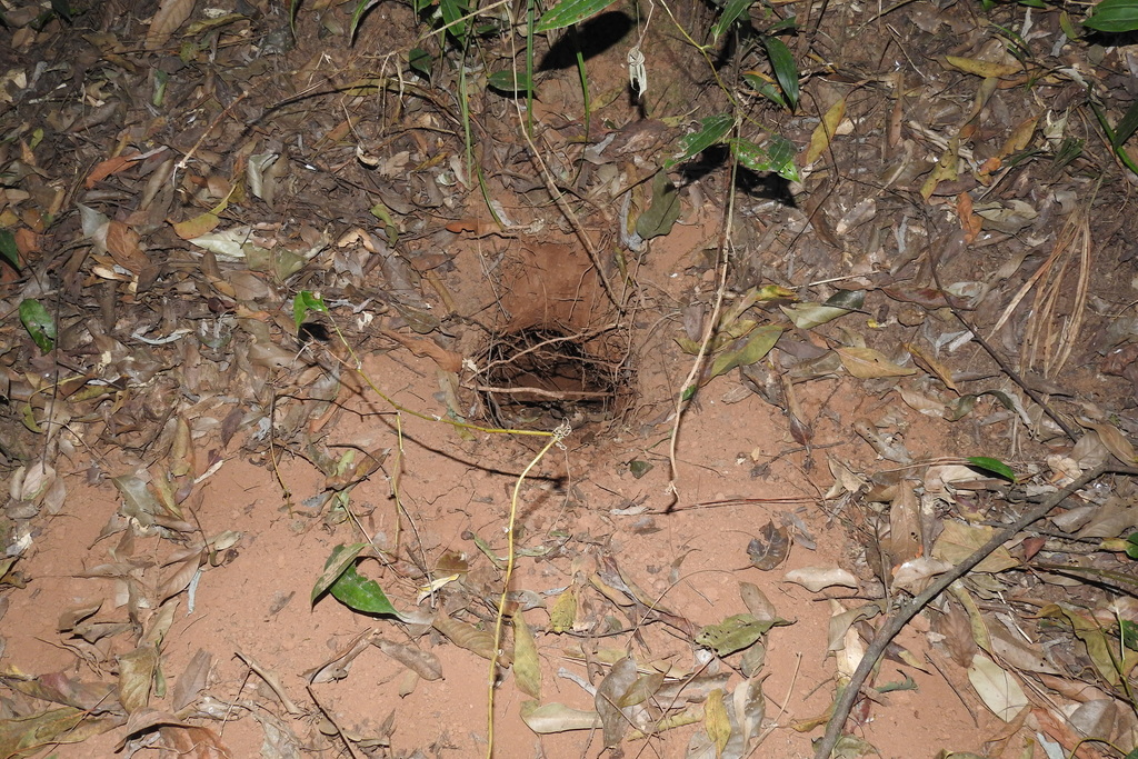 Chinese Pangolin in March 2018 by Hari Basnet. A burrow of CHinese ...
