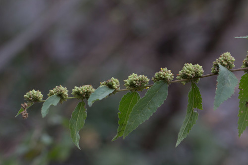 barrenillo (Waltheria glomerata) · iNaturalist Mexico