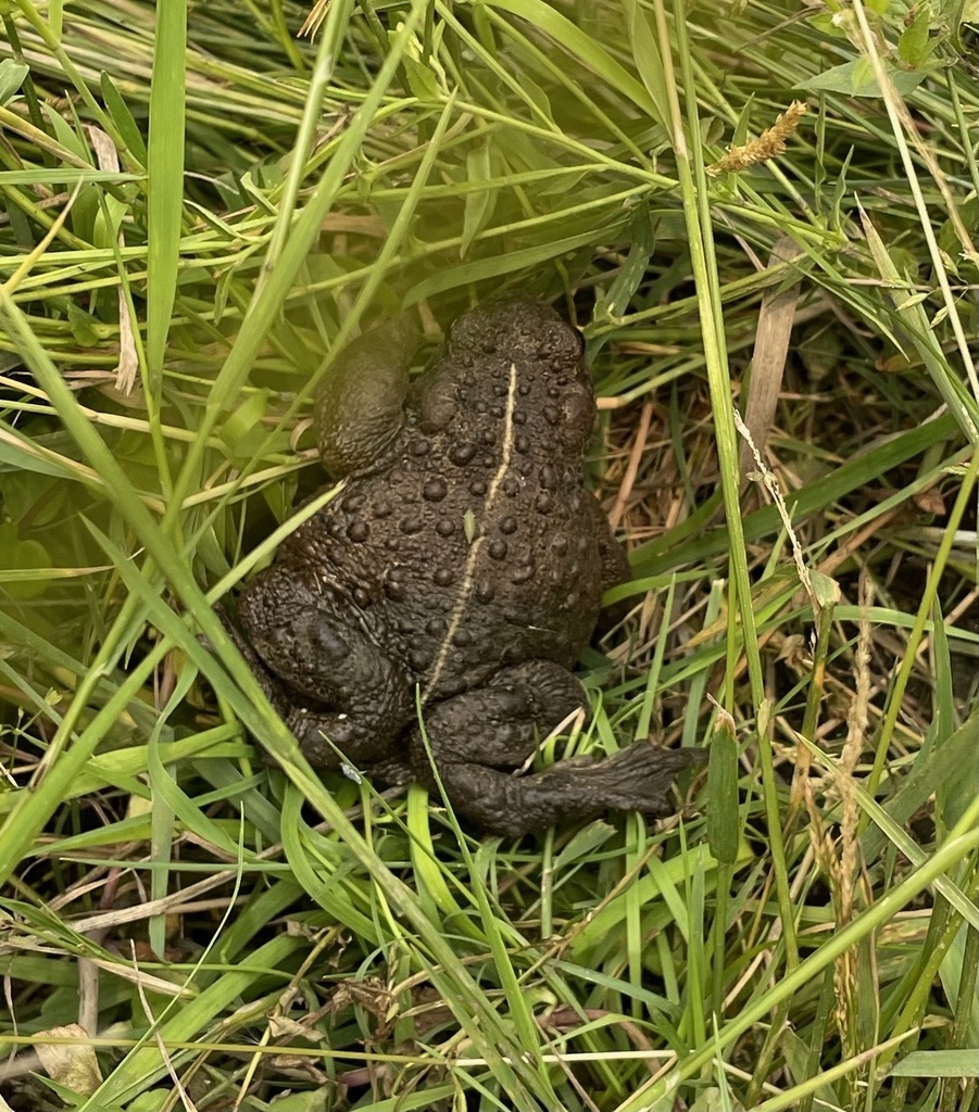 Western Toad from Caribou-Targhee National Forest, Island Park, ID, US ...
