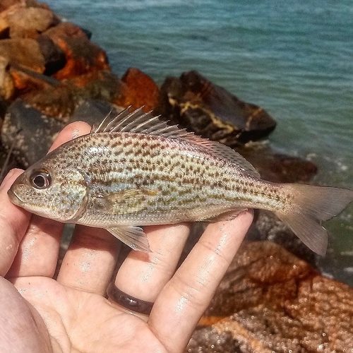 Orthopristis ruber · iNaturalist