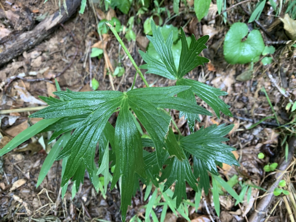tall larkspur in August 2021 by Lonnie Murray · iNaturalist