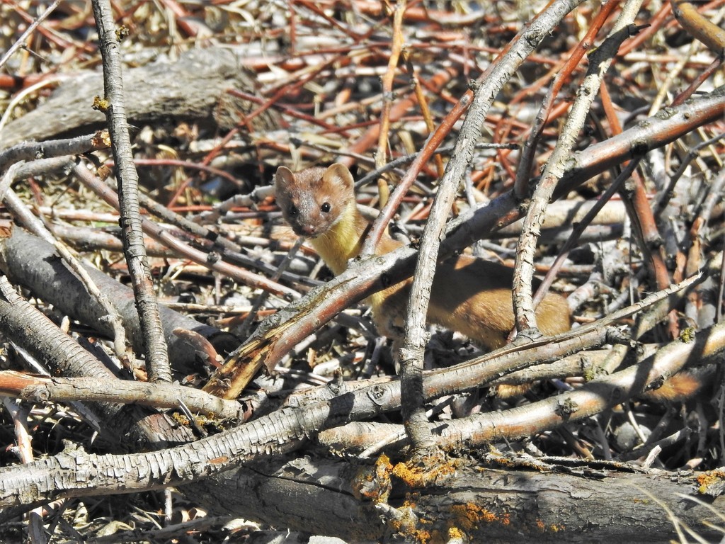 Long-tailed Weasel from Bountiful Pond Trail, Utah 84087, USA on April ...