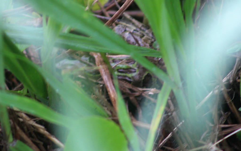 Southern Leopard Frog from Dare County, NC, USA on August 3, 2021 at 05 ...