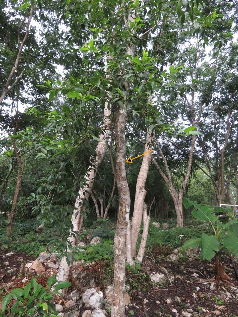 Caribbean Princewood from Petecbiltún, Yucatán on July 30, 2021 at 08: ...