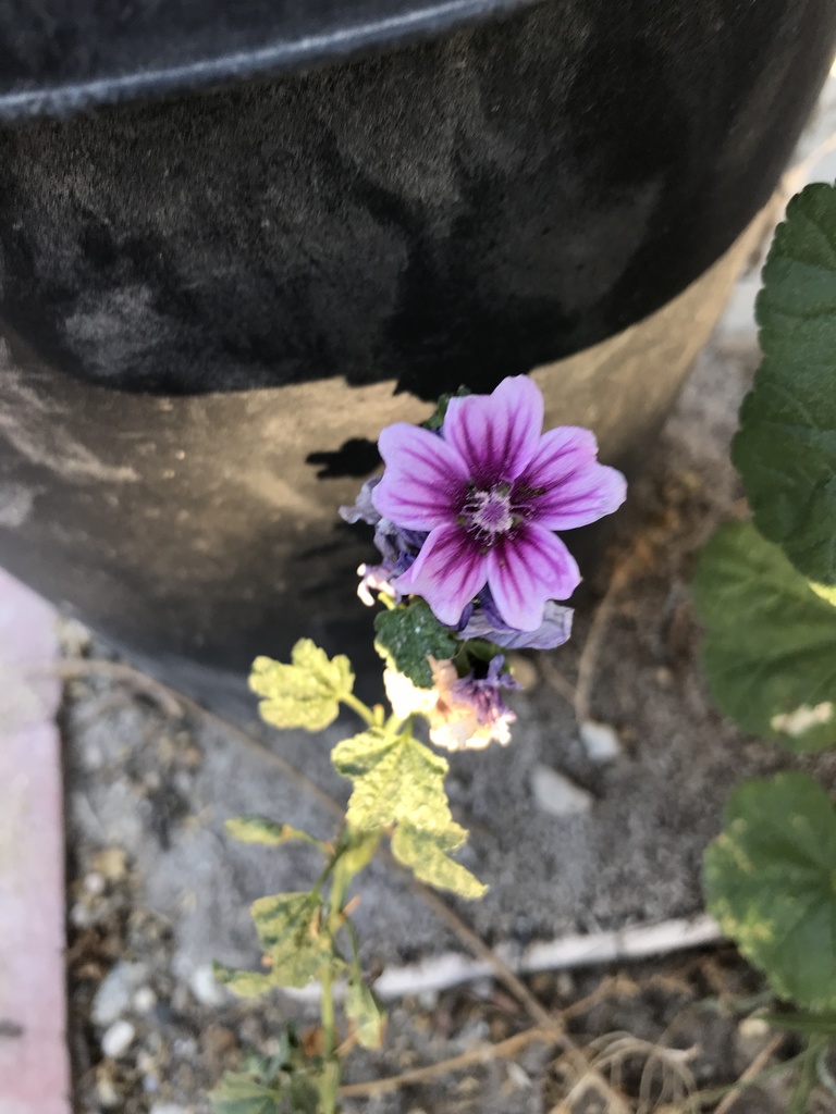 Common Mallow from Calle Cynthia, Atascadero, CA, US on August 8, 2021 ...
