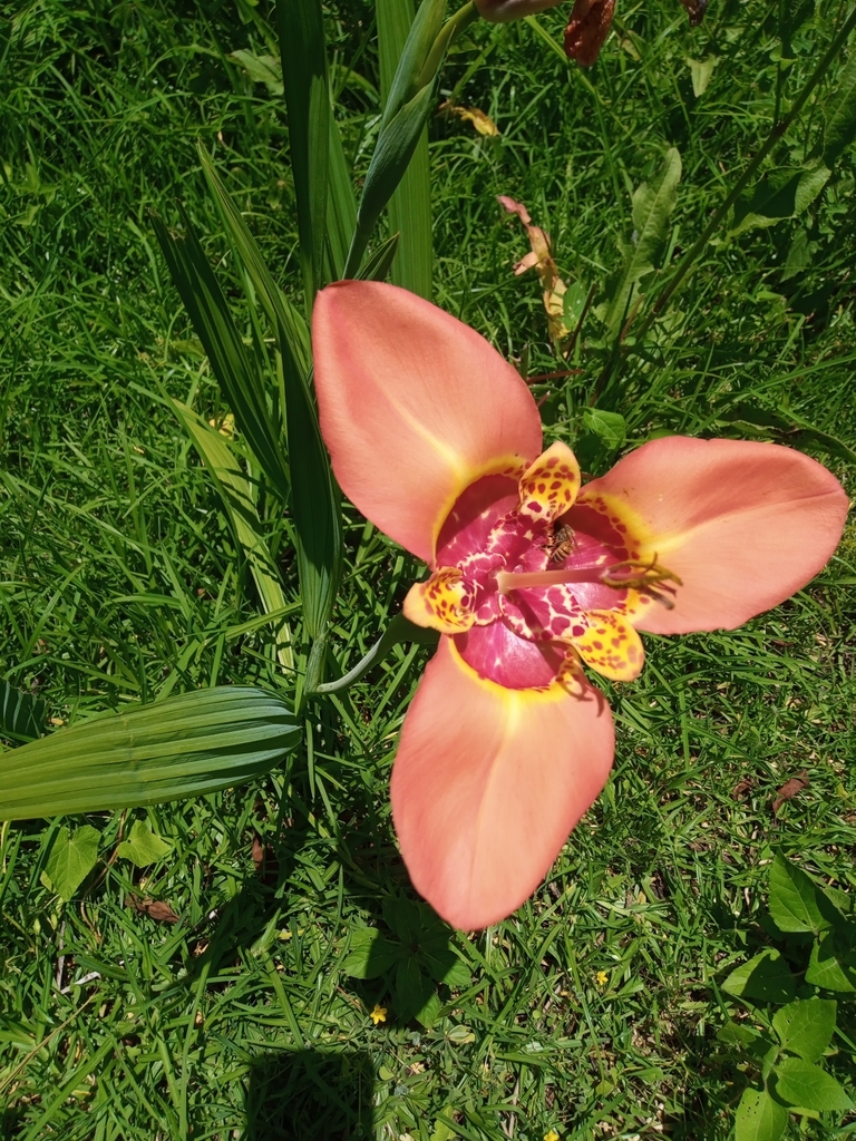 Tiger flower from Unnamed Road, Tercera Secc, 90623 Amaxac de Guerrero ...