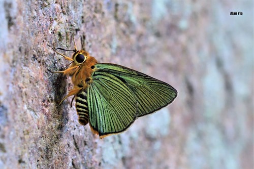 Burara miracula · iNaturalist United Kingdom