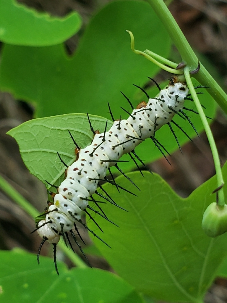 Zebra Longwing from Parque Ecologico Chipinque on August 04, 2021 at 06 ...
