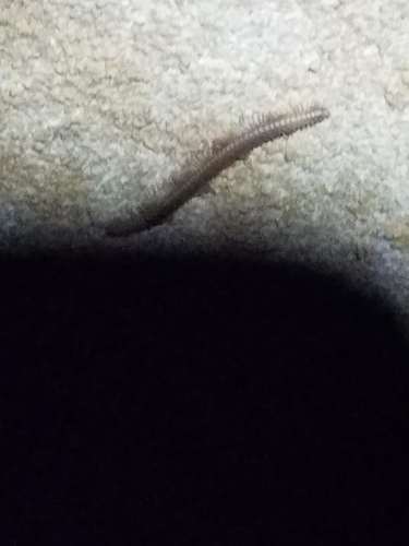 Genus Tetracion · iNaturalist