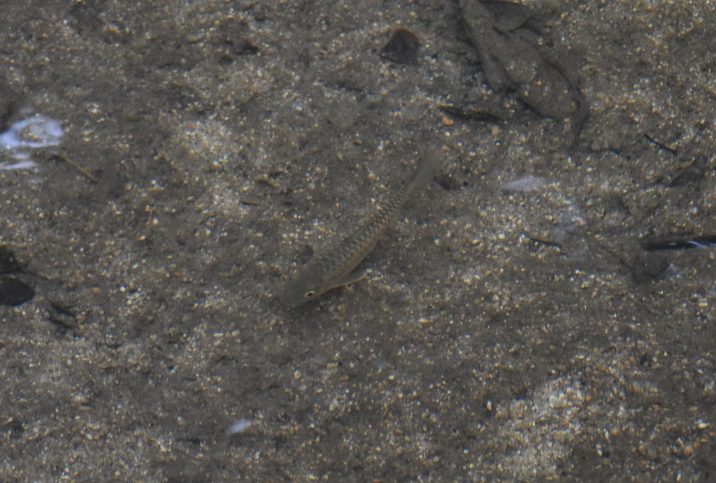 Golden Mahseer Barb from Phukhao Thong, Sukhirin District, Narathiwat ...