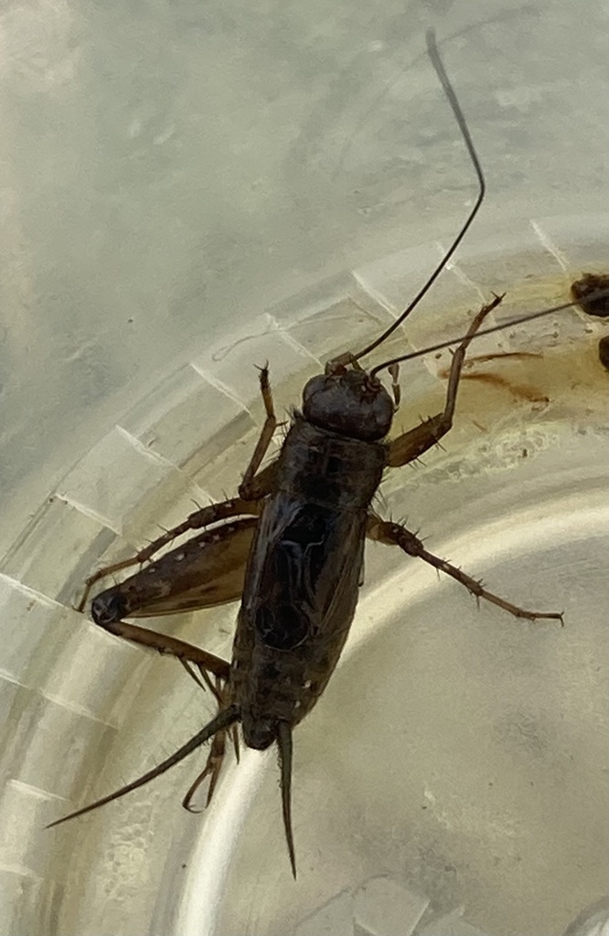 Salt-Marsh Ground Cricket from Big Torch Key, Summerland Key, FL, US on ...