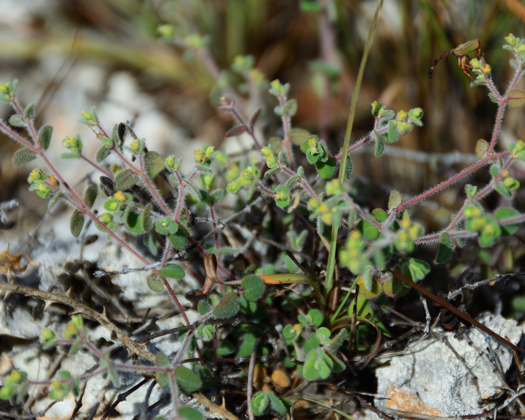 Pineland Sandmat in April 2018 by Pablo L Ruiz · iNaturalist