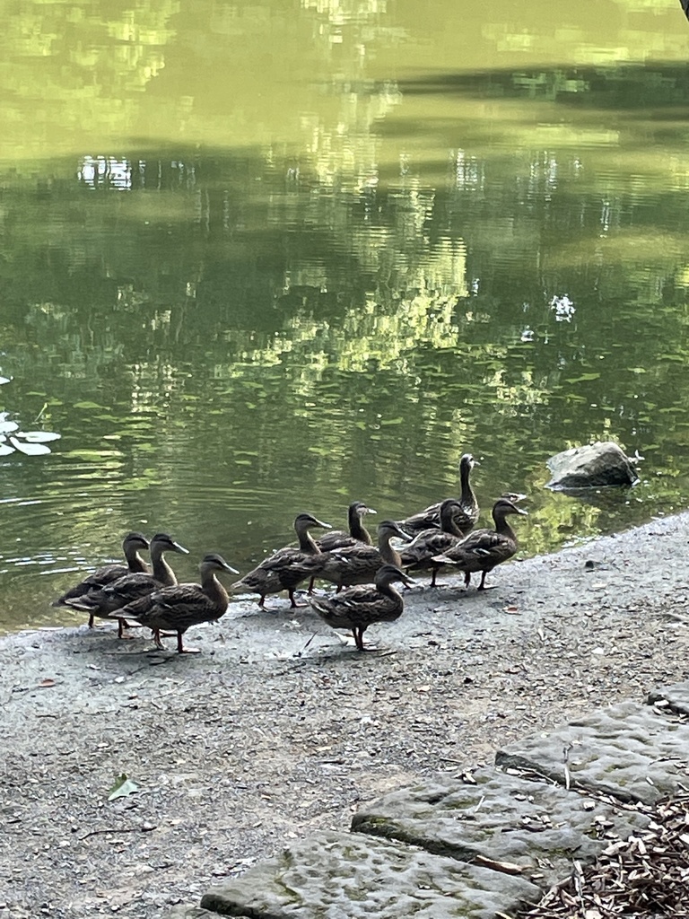 Mallards, Pintails, and Allies in August 2021 by mdb 3301 · iNaturalist