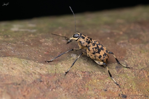 Litocerus nilgiriensis · iNaturalist