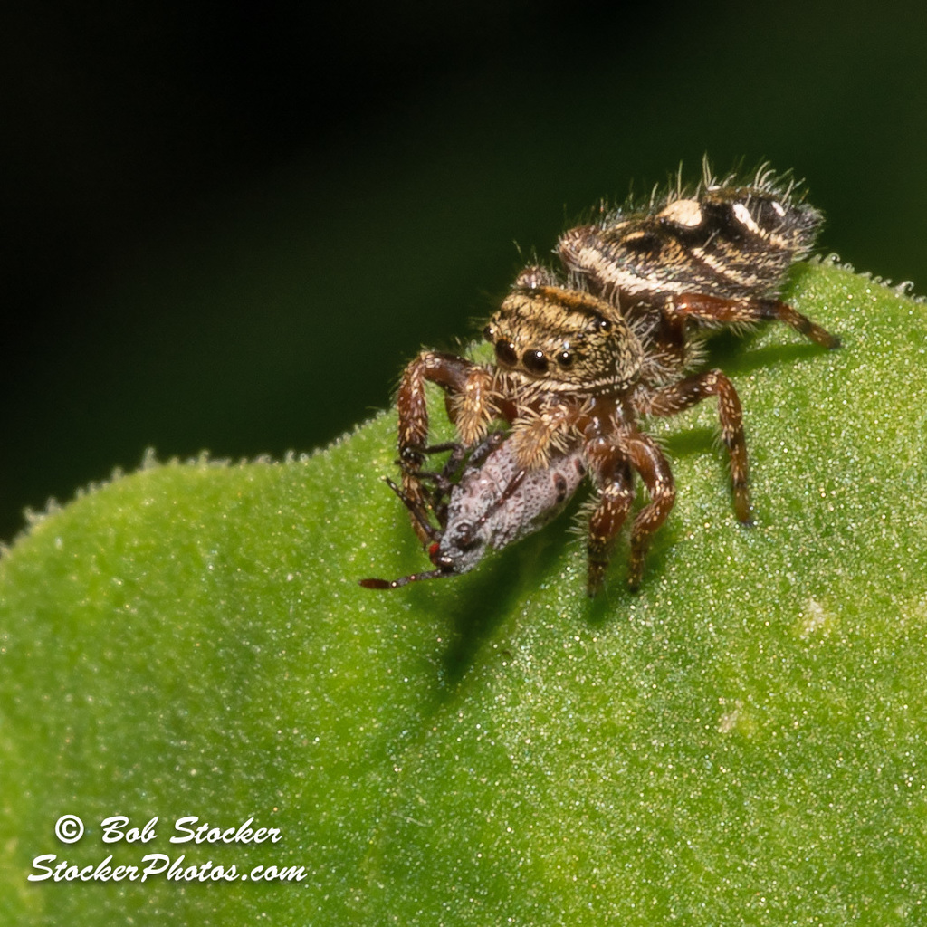 Bold Jumping Spider from University, Denver, CO 80210, USA on August 9 ...