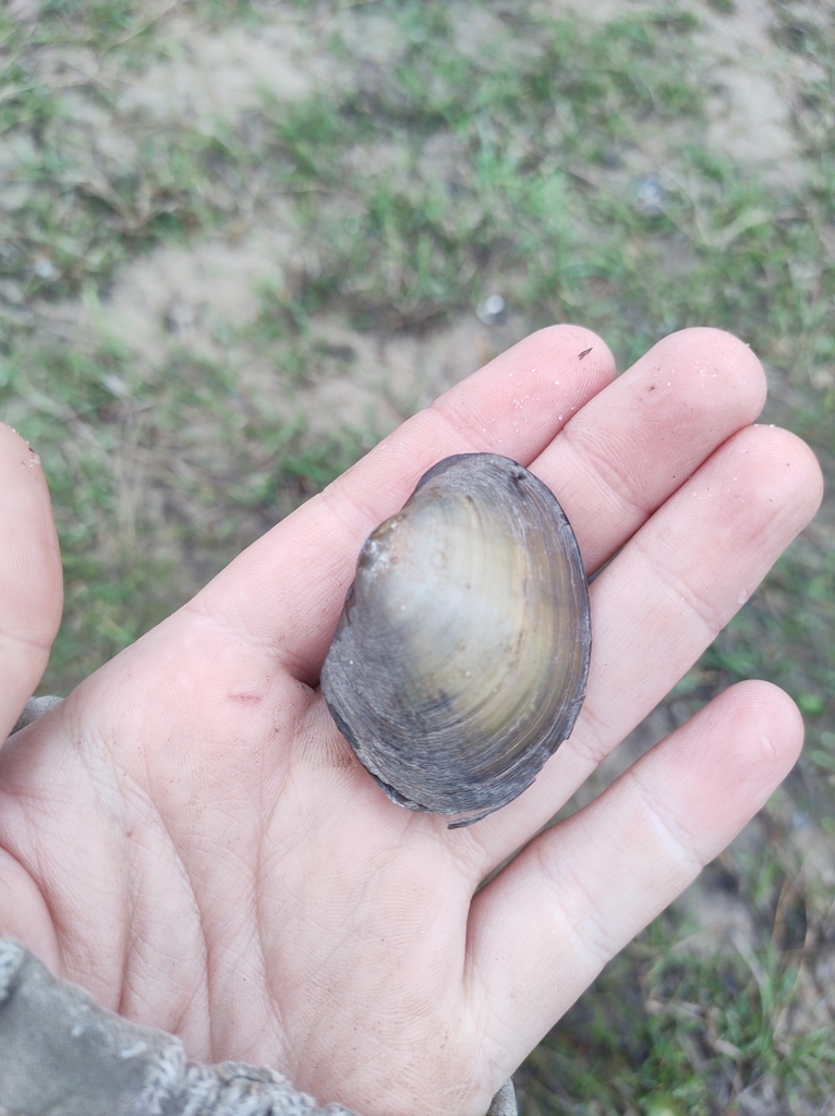 Freshwater Mussels from Colón, Entre Ríos, Argentina on August 9, 2021 ...