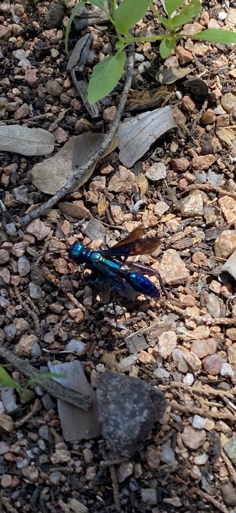 Steel-blue Cricket-hunter Wasp from Tonto National Forest, Payson, AZ ...
