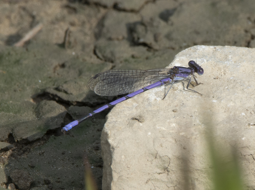 Violet Dancer from Winget Rd, Milford Center, OH 43045, USA on August 9, 2021 by Chad Arment ...