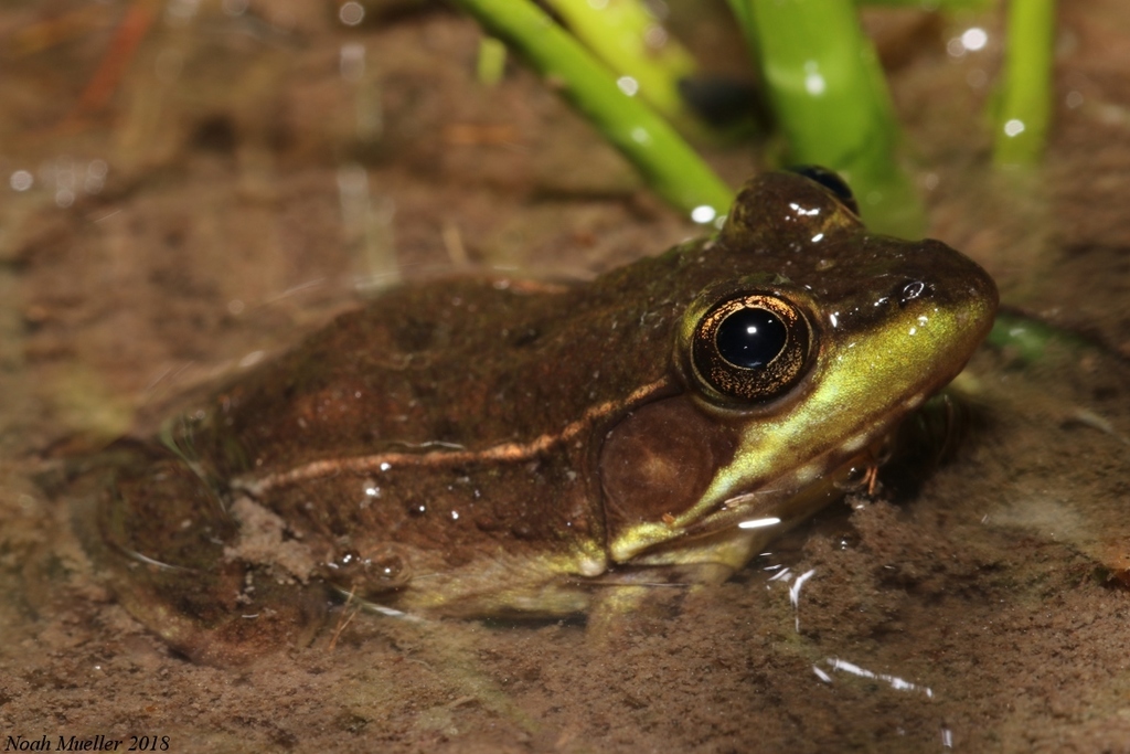 Florida Bog Frog in July 2018 by captainjack0000 · iNaturalist