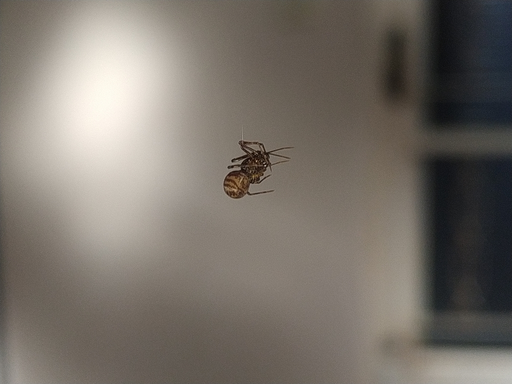 Scytodes from Park Res. Convivio, Botucatu - SP, 18601-696, Brasil on ...