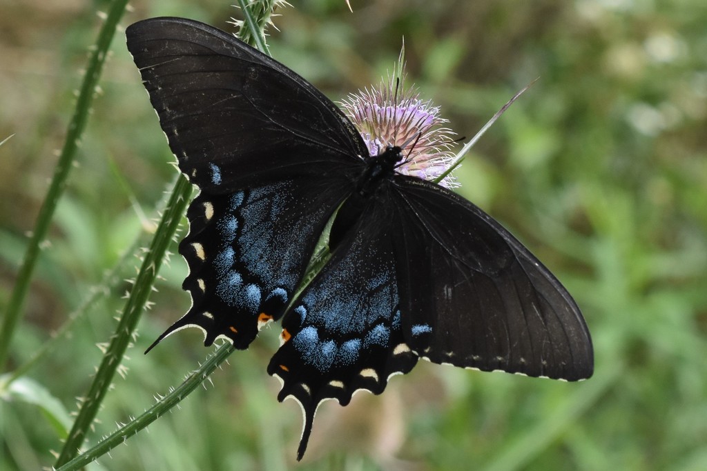 Eastern Tiger Swallowtail from Kyles Ford, TN, USA on August 09, 2021 ...
