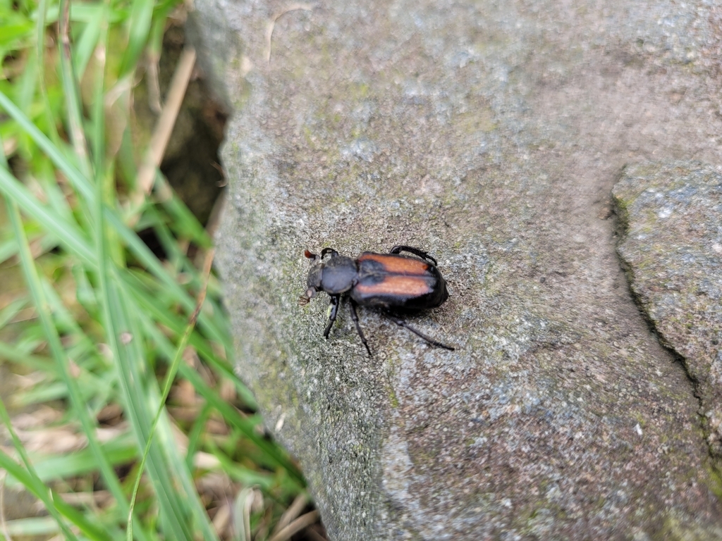 Clinterocera davidis from 208台灣新北市金山區重和里 on August 10, 2021 at 10:21 AM ...