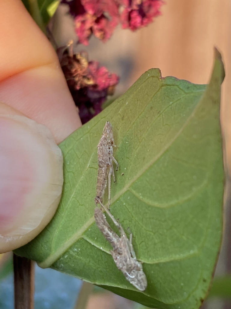 Glassy-winged Sharpshooter in August 2021 by walkingstick2. shell (skin ...