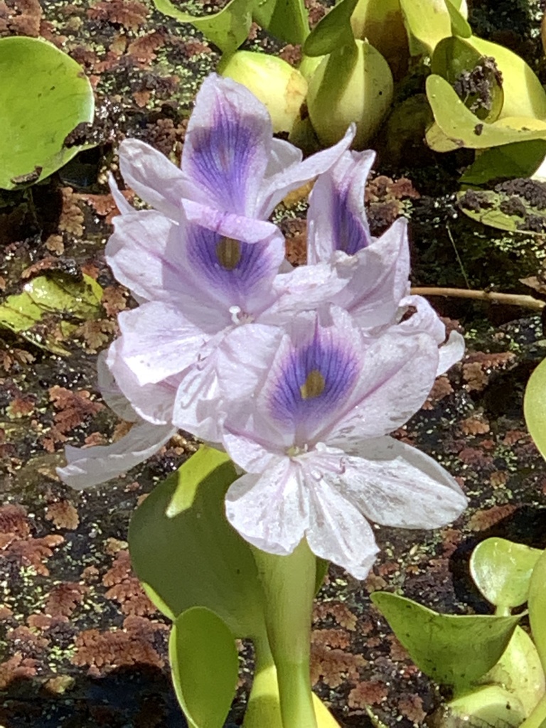 common water hyacinth from Sonoma Hwy, Santa Rosa, CA, US on August 5 ...
