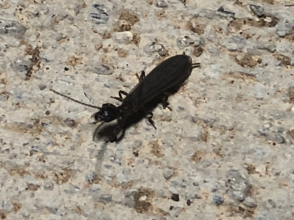 Black Webspinner from Rossi Rd, Alpine, TX, US on August 9, 2021 at 10: ...