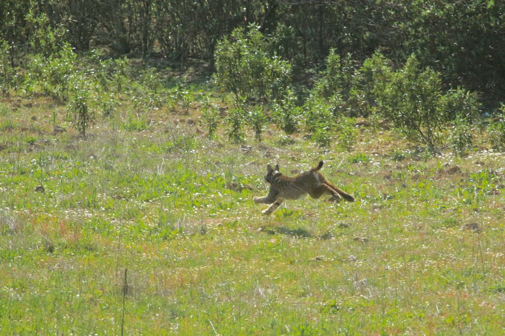 Iberian Lynx in March 2020 by Joao Tiago Tavares. Official release of 2 ...