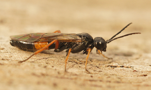 Calceate Spindler (Allantus calceatus) · iNaturalist