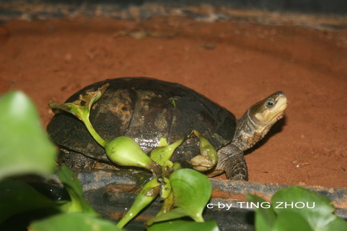 Zhou's box turtle - Alchetron, The Free Social Encyclopedia