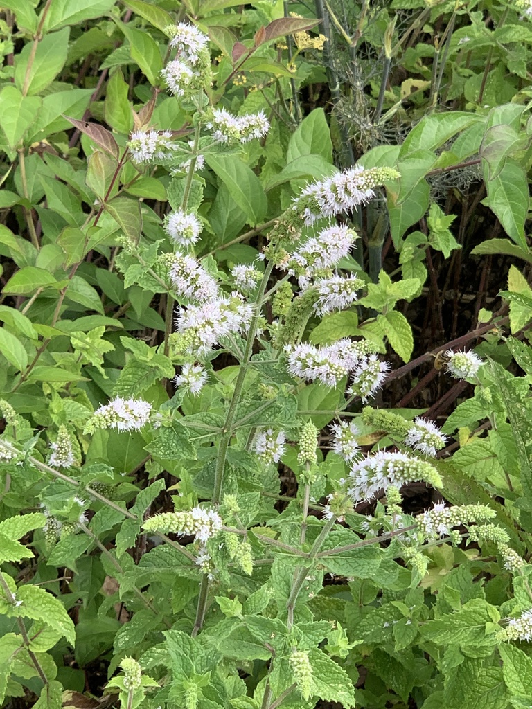 mints from Cleveland Ave, Columbus, OH, US on August 10, 2021 at 10:29 ...