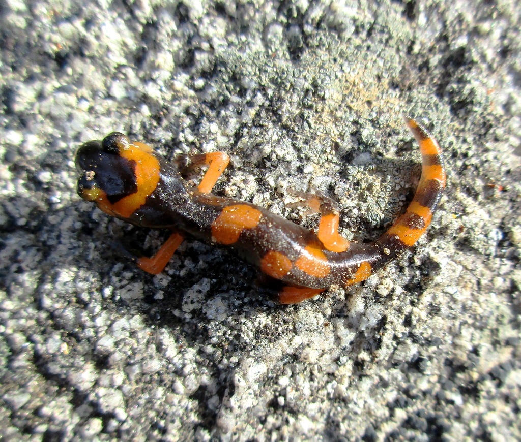 Large-blotched Ensatina in March 2018 by Brian Hinds · iNaturalist