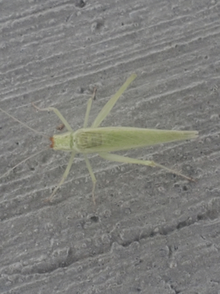 Snowy Tree Cricket from Sanborn, NY 14132, USA on August 10, 2021 at 02 ...