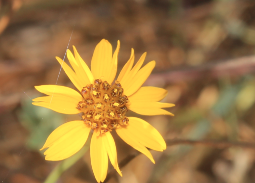 Crisantemo enano (Chrysanthellum pilzii)