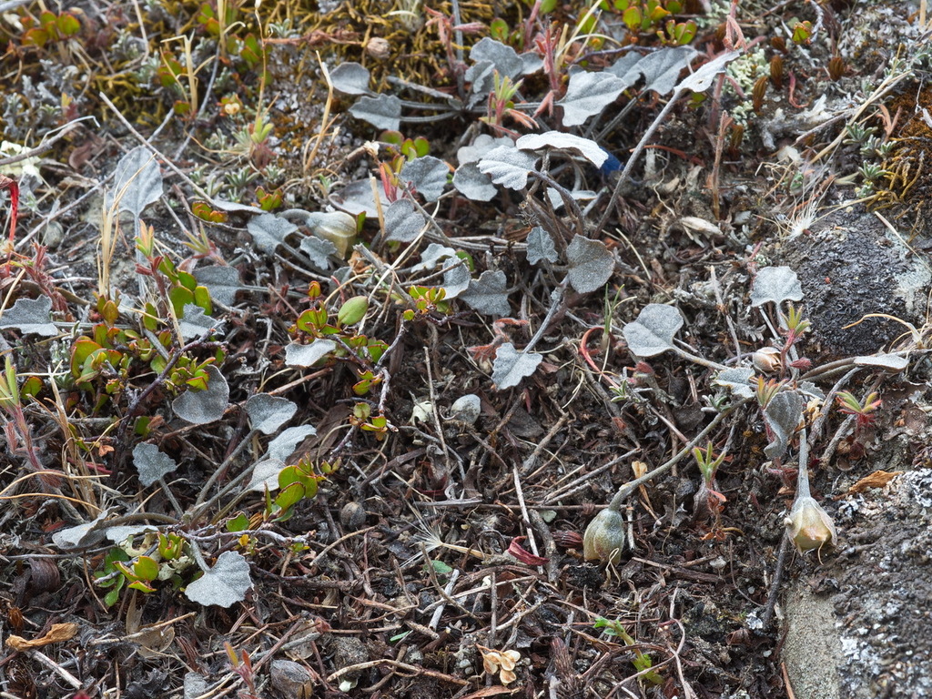 Tussock Bindweed in December 2014 by David Lyttle. Convolvulus ...