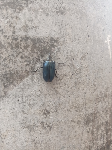 Chalcas unicolor · iNaturalist Mexico