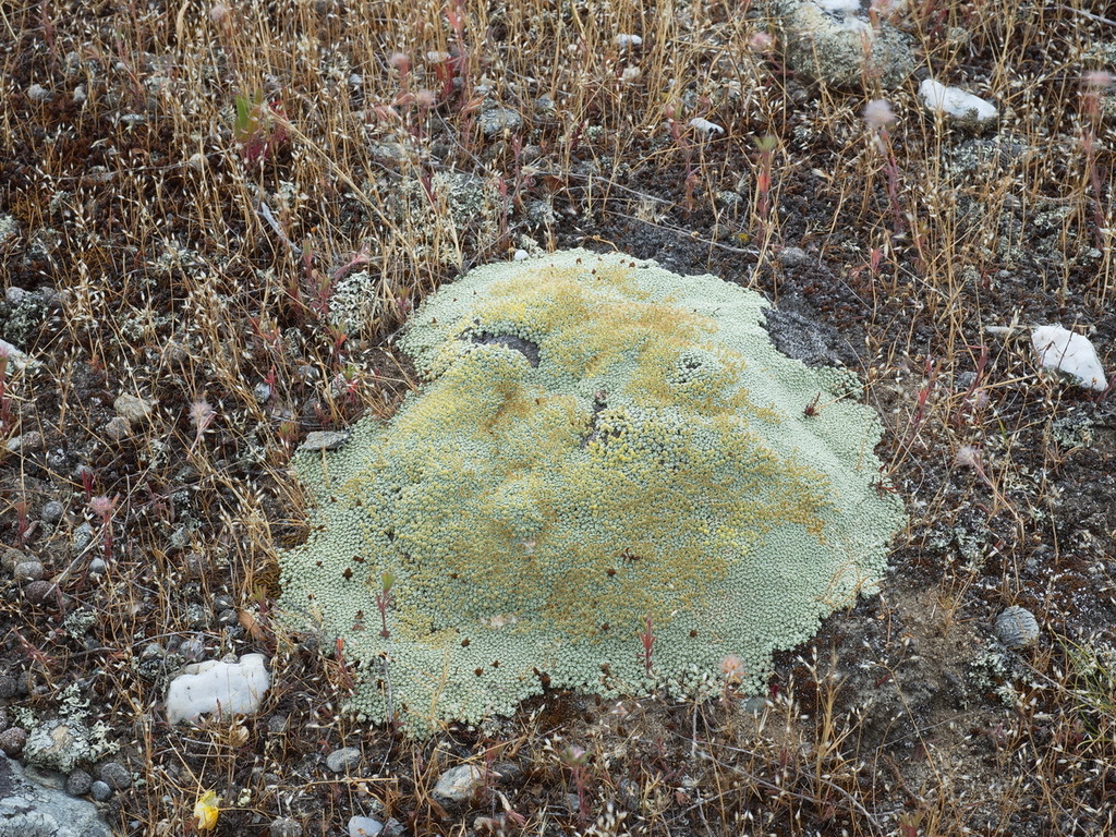 Golden scabweed from Pisa Flats on December 27, 2014 by David Lyttle ...