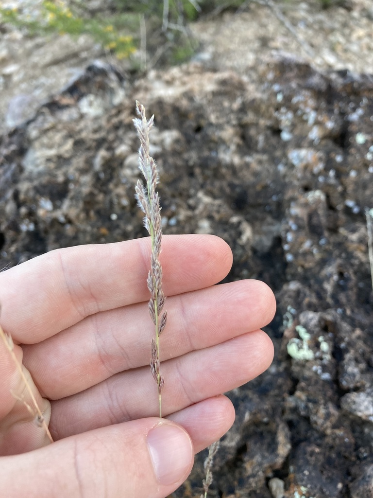 Slim Tridens from Las Cruces, NM, US on August 9, 2021 at 07:25 PM by ...